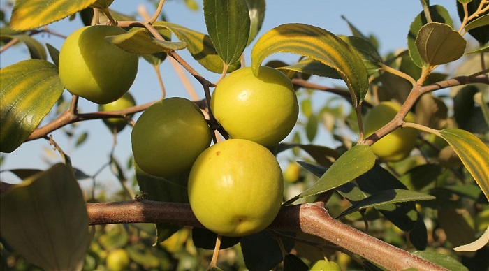 Vietnamese Fruit Trees
